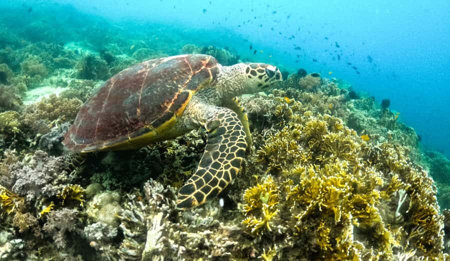 Exclusive 5 Secret Gilis: Snorkeling & Island Hopping - Who Will Love This Tour?