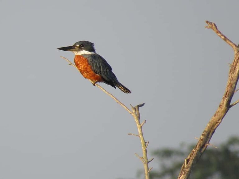 Exclusive birdwatching tour in Campeche - The Experience’s Strengths and Limitations