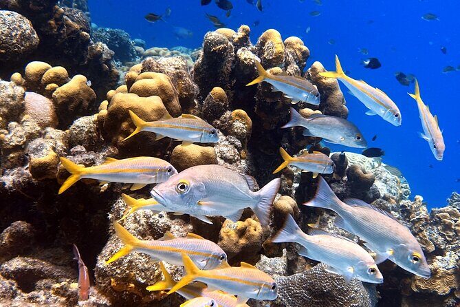 Exclusive Concierge Shore Dive  Small Group Adventure (2+Divers) - Is It Worth the Price?