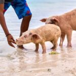 Exclusive Fly-In Premium Beach Experience from Nassau - Meet & Swim with the Exuma Pigs