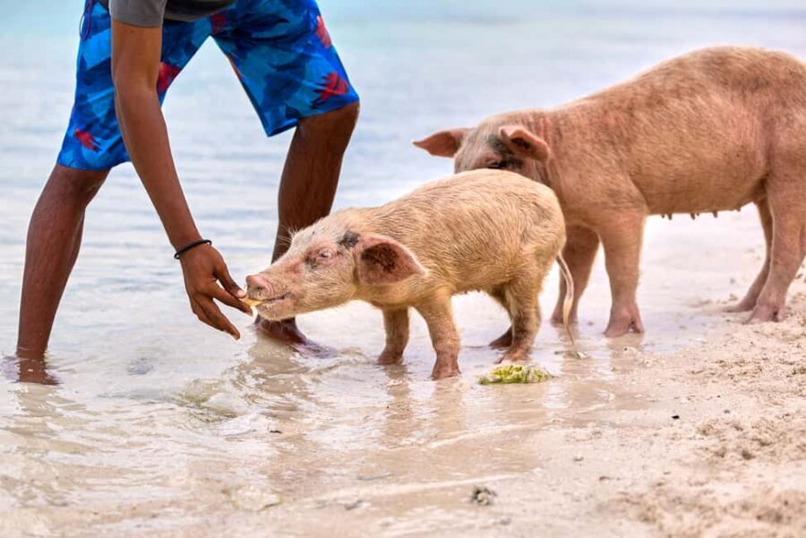 Exclusive Fly-In Premium Beach Experience from Nassau - Meet & Swim with the Exuma Pigs