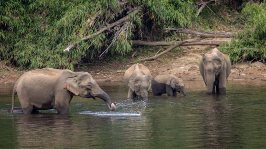 Exclusive Periyar Wildlife Sanctuary Tour(02 Nights/03 Days) - Analyzing the Value of the Experience