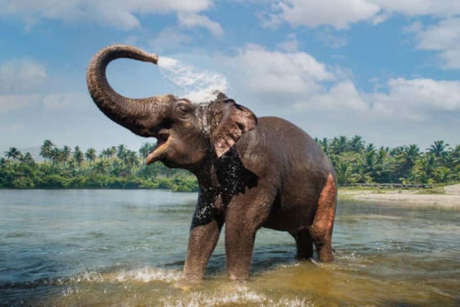 Exclusive Periyar Wildlife with Elephant Bath Tour (03 Days) - What You Can Expect from the Itinerary