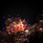 Exclusive private dive guide and underwater photography - What’s Included & How It Works