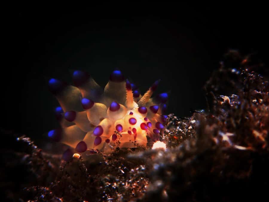 Exclusive private dive guide and underwater photography - What’s Included & How It Works