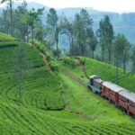 Exclusive: Scenic Train Ride & Horton Plains Private Tour - Horton Plains and its Unique Features