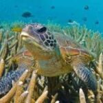 Exclusive Snorkeling trip Gili Terawangan Meno and Air - What to Expect from Your Gili Islands Snorkeling Trip