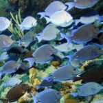 Exclusive Supreme Snorkeling Tour - Why This Tour Stands Out