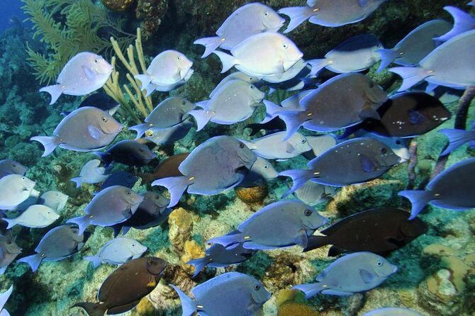 Exclusive Supreme Snorkeling Tour - Why This Tour Stands Out