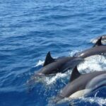 Exclusive: Whale and Dolphin Watching Tour with Transfers - What Our Research Reveals