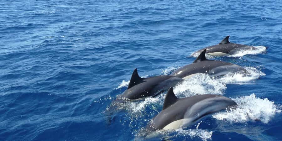 Exclusive: Whale and Dolphin Watching Tour with Transfers - What Our Research Reveals