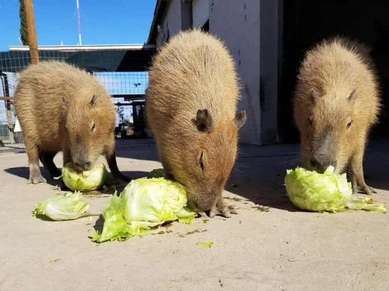 Exotic Animal Encounter Marana, AZ - 15 Friendly Capybara - The Itinerary in Detail