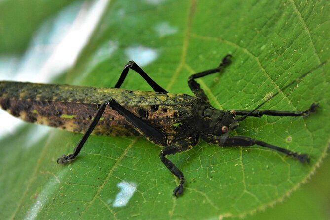 Experience Khao Sok Jungle Escape Half Day Half Night - Frequently Asked Questions