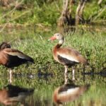 Experience Oaxaca Birdwatching at Dawn - Why This Tour Offers Genuine Value