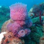 Experience Scuba Diving / NO certification Needed - The Itinerary in Detail