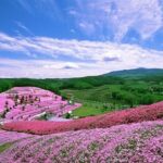 Experience Shibazakura and Kamiyubetsu Tulips in 2 days - Practical Tips for Travelers