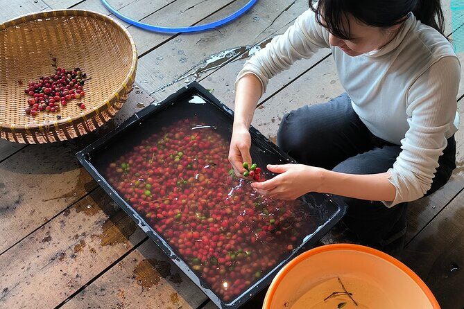 Experience Specialty Coffee with Sustainable Coffee Farmers - A Detailed Look at the Tour