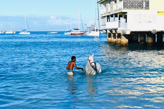 Experience the Swimming Horses at Carlisle Bay & the Garrison - Why This Tour Offers Genuine Value