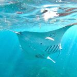 Explore 4 iconic snorkeling spots of Manta Bay in Nusa Penida - Reviews: What Travelers Are Saying