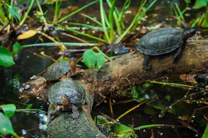 Explore Cuc Phuong National Park: A Guided Trekking Adventure - What You’ll Experience and What You Might Miss