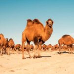 Explore Ellik Kala: Visit the Lost Cities of the Desert - Who Is This Tour Best For?