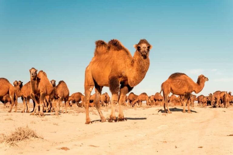 Explore Ellik Kala: Visit the Lost Cities of the Desert - Who Is This Tour Best For?