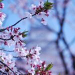 Explore Himeji Castle a Guided Walking Tour - What Travelers Are Saying