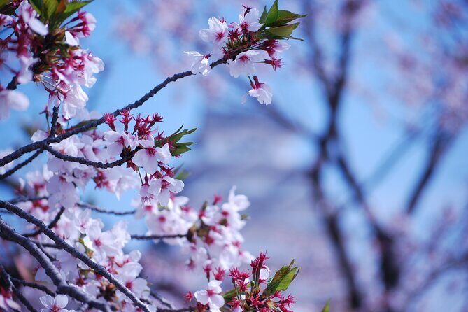 Explore Himeji Castle a Guided Walking Tour - What Travelers Are Saying