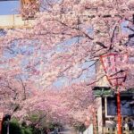 Explore Japan in 7 Days Cherry Blossom Tour 2026 - Transportation and Accommodation: Comfort and Convenience
