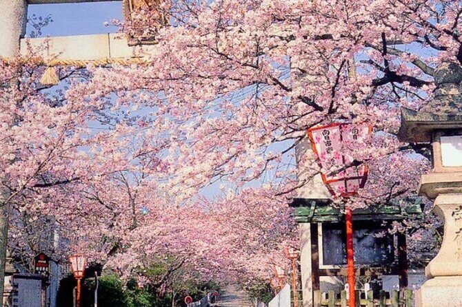 Explore Japan in 7 Days Cherry Blossom Tour 2026 - Transportation and Accommodation: Comfort and Convenience