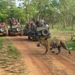 Explore Khajuraho & Panna: 3-Day Delhi Train Safari Trip - What Makes This Tour Stand Out?