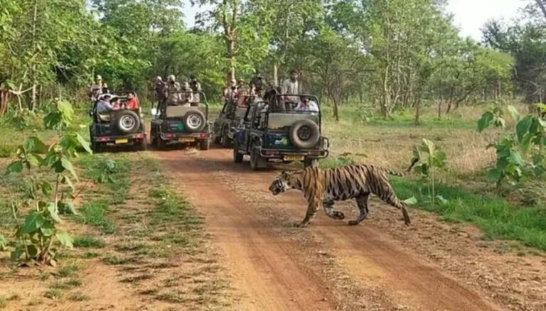 Explore Khajuraho & Panna: 3-Day Delhi Train Safari Trip - What Makes This Tour Stand Out?