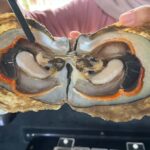 Explore Lomboks Pearl Farm & Pearl-Making Secrets - The Itinerary in Detail