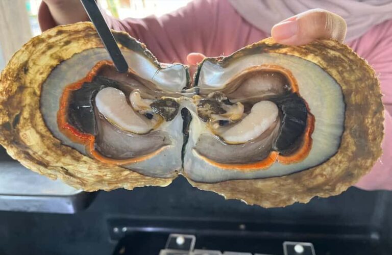 Explore Lomboks Pearl Farm & Pearl-Making Secrets - The Itinerary in Detail