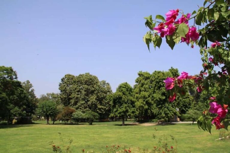 Explore Ludhianas Culture and Cuisine in One Day Tour - Markets, Shopping, and Local Flavors
