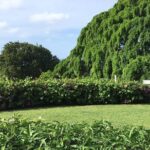 Explore Montego Bay Jamaica Rose Hall Great House Day/Night Tour - Who Will Love This Tour?