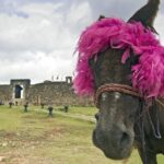 Explore Puerto Plata's Best & Cable Car - Shore Excursion - Is the Value Worth the Price?