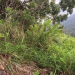 Explore Sinharaja Rainforest Lions Rock Hike Full day - The Sum Up