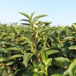 Explorer Border road and Nature ( Tea and Coffee ) - Why Travelers Rave About This Tour