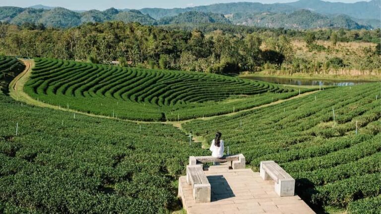 Explorer Border road and Nature (Tea and Coffee) Chiang Rai - What To Expect on This Tour