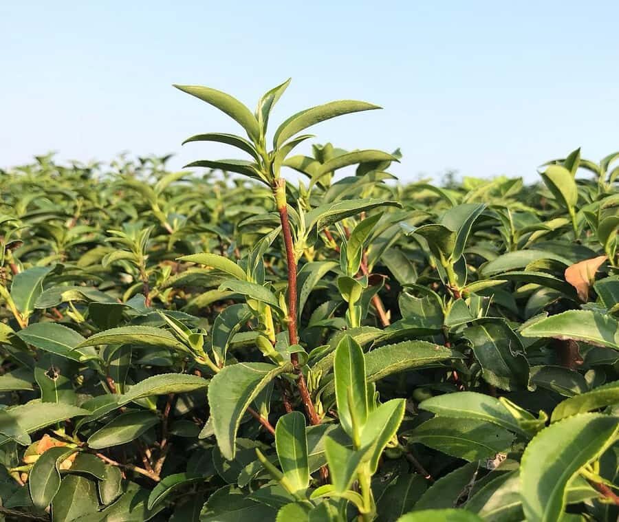 Explorer Border road and Nature ( Tea and Coffee ) - Why Travelers Rave About This Tour