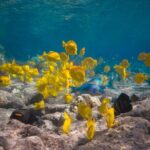 Express Kealakekua Bay Snorkel from Kailua Pier - Authentic Marine Encounters and Scenic Views