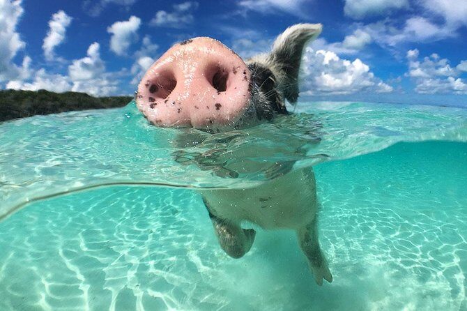 Exuma Day Away - Original Swimming Pigs Excursion - Wildlife and Water Activities: Authentic and Exciting