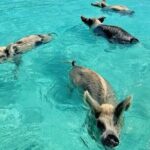 Exuma Island and Cays Tour - What’s Included and What’s Not