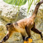 Family Adventure Day: Ziplining, Cenote Swim, Waterfall & Monkeys - Authenticity and Value
