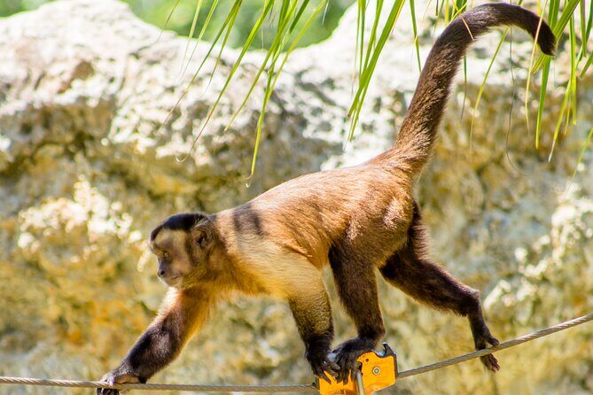 Family Adventure Day: Ziplining, Cenote Swim, Waterfall & Monkeys - Authenticity and Value