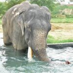 Family Delhi Heritage and Wildlife Tour in Mathura SOS - What Travelers Are Saying