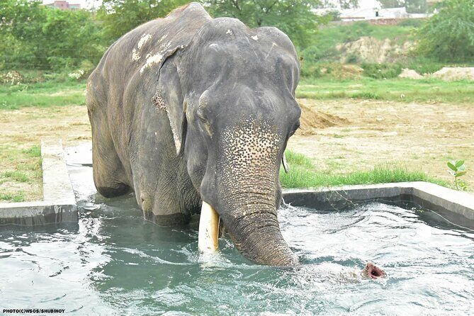 Family Delhi Heritage and Wildlife Tour in Mathura SOS - What Travelers Are Saying