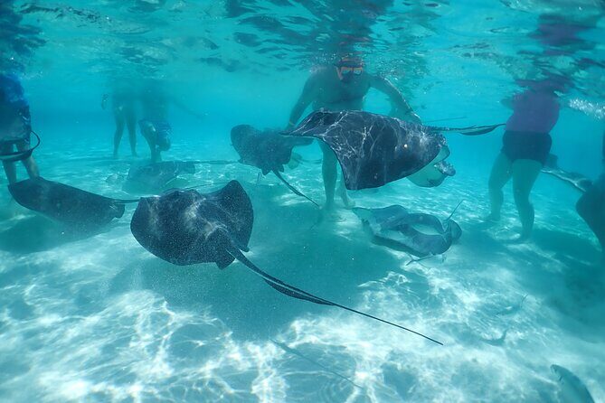 (Family owned) Stingray city sandbar, Starfish Beach & Snorkeling - Considerations and Potential Drawbacks