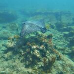 Family Snorkeling Tour - Price and Value